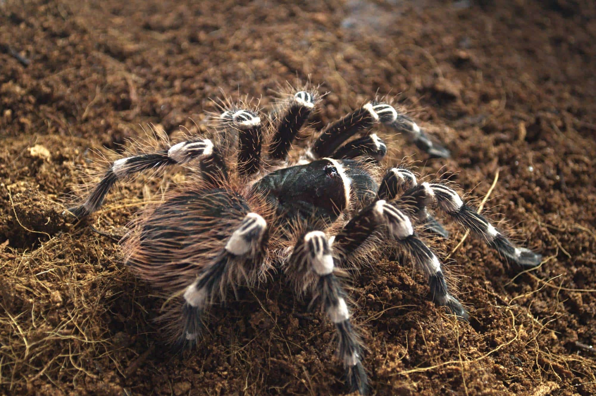Acanthoscurria geniculata | MrowSon.pl