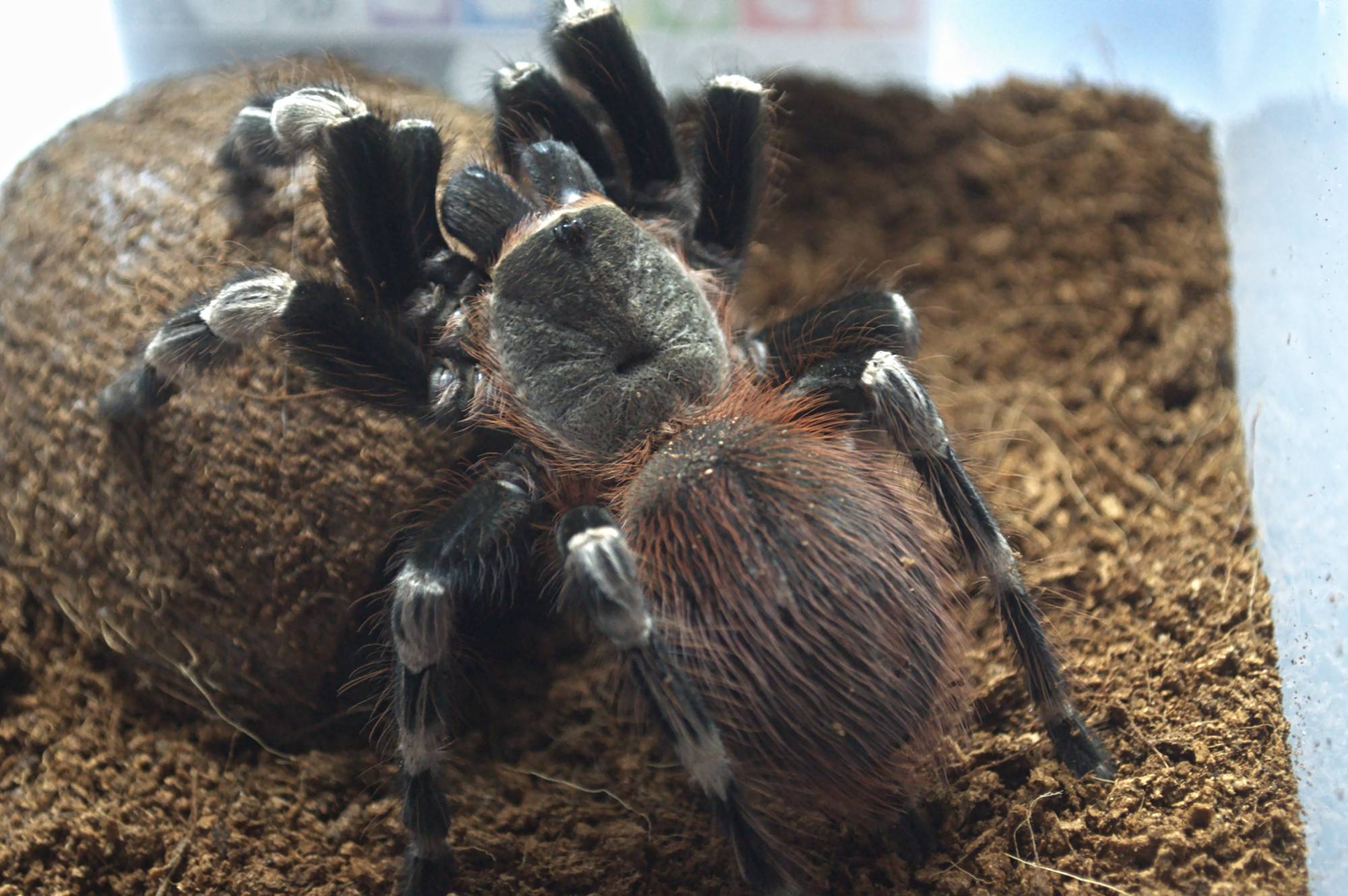 Nhandu chromatus | MrowSon.pl