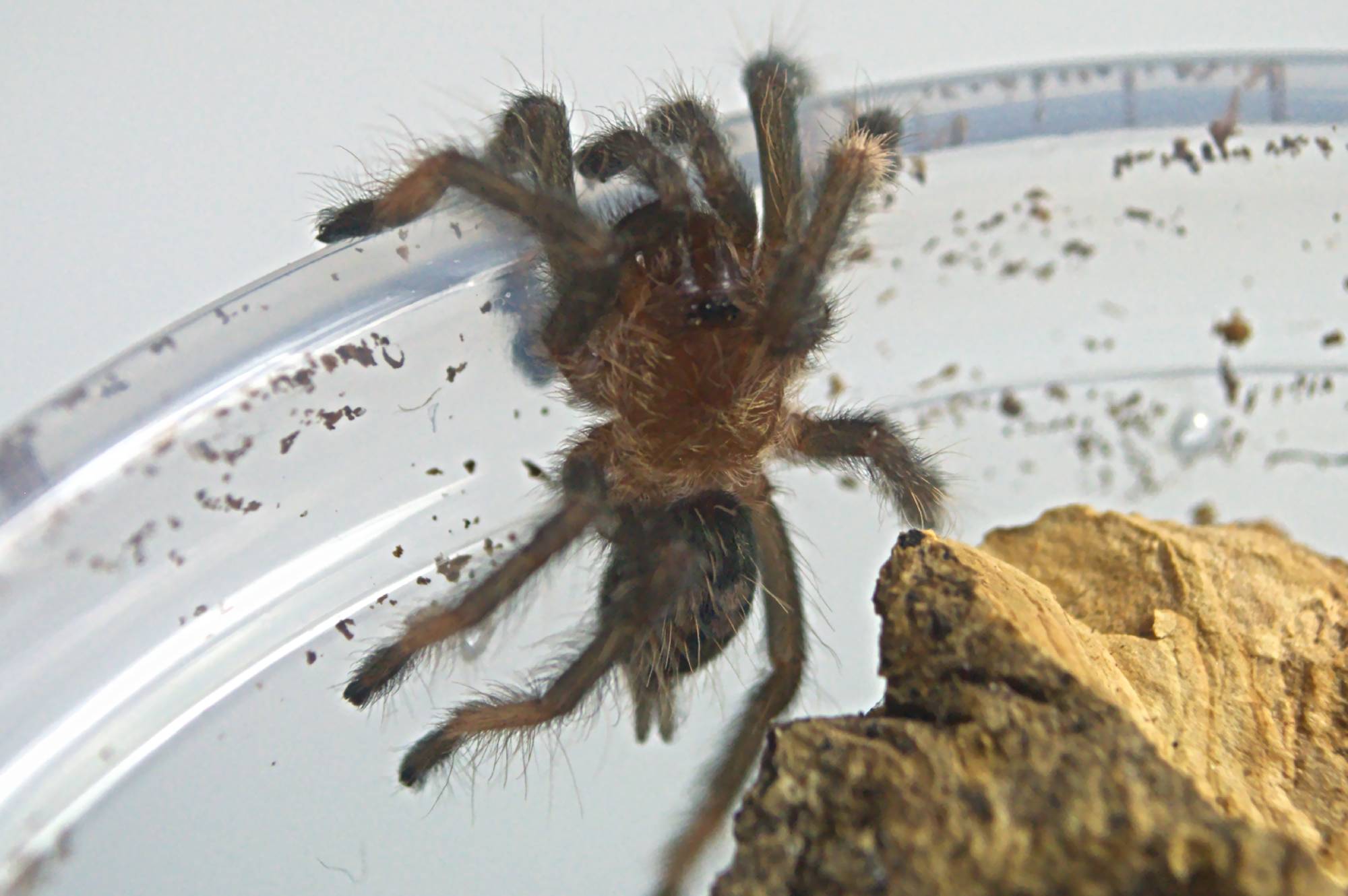 Psalmopoeus cambridgei | MrowSon.pl